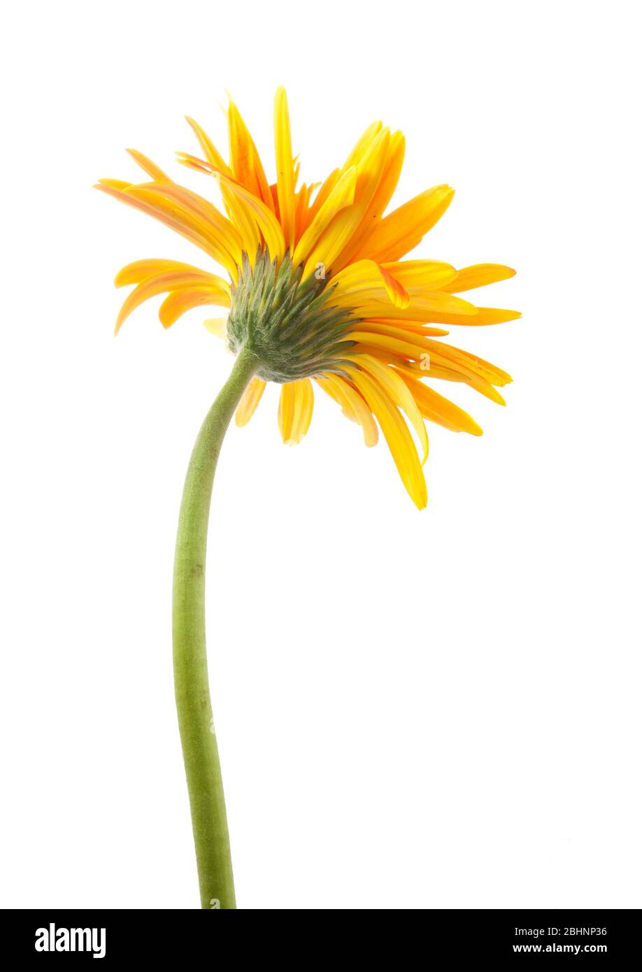 back single gerbera flower yellow isolated on white background Stock ...