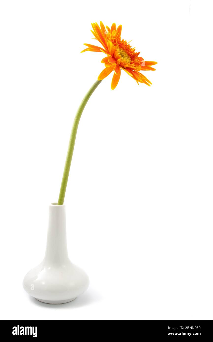single gerbera flower yellow on vase isolated on white background Stock ...