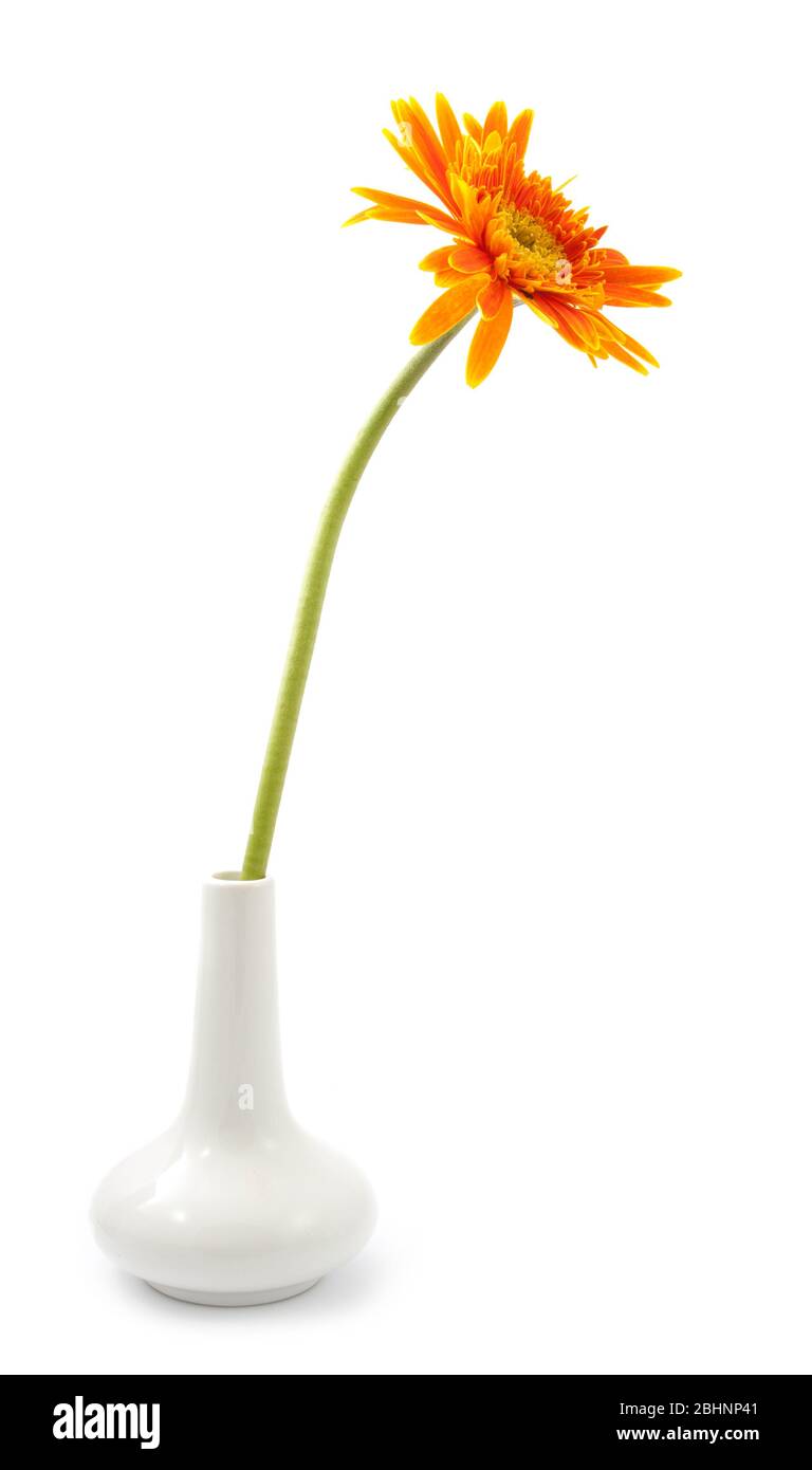 single gerbera flower yellow on vase isolated on white background Stock ...