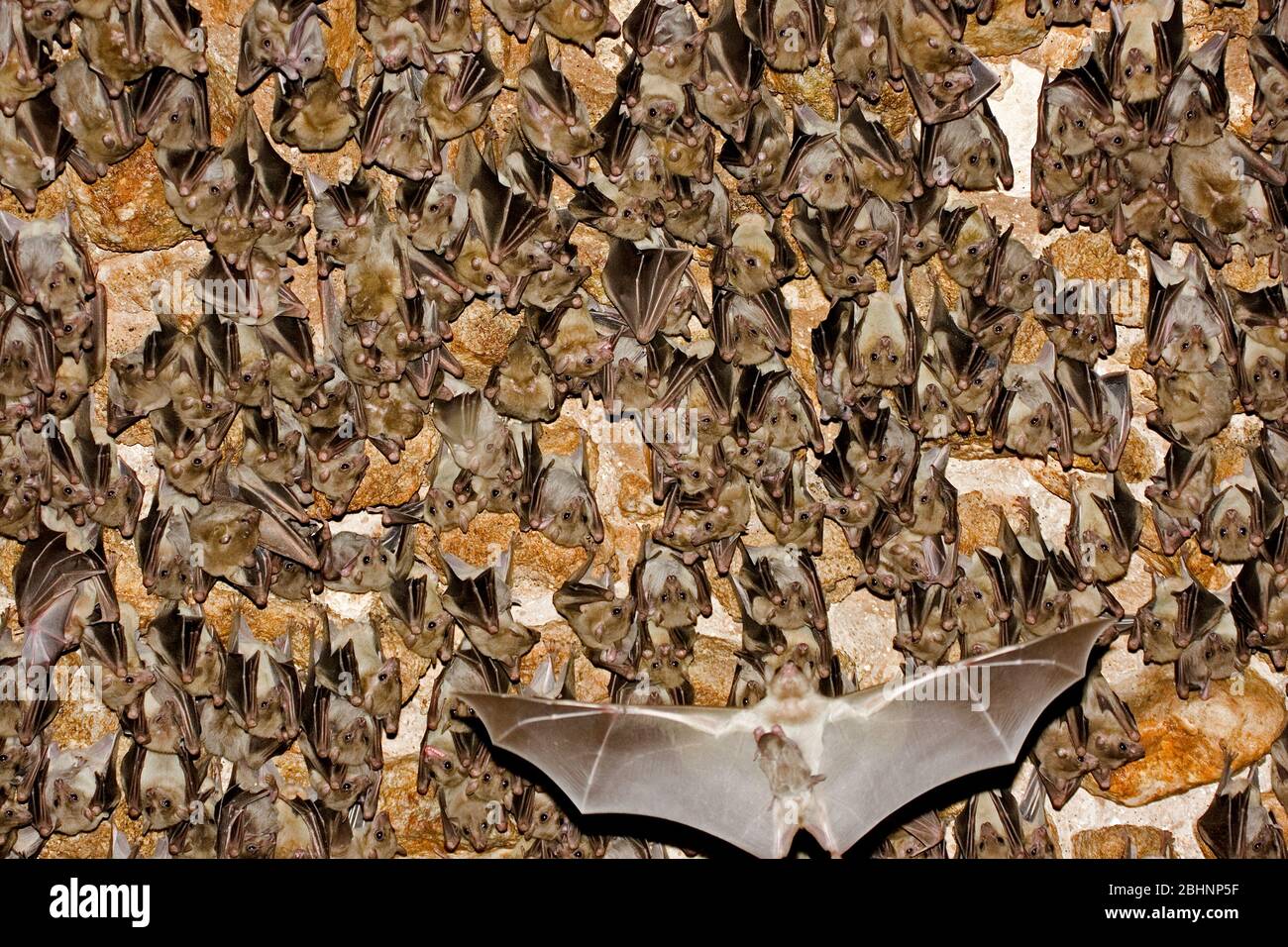 Egyptian rousette bat hanging from a cave ceiling. The Egyptian ...
