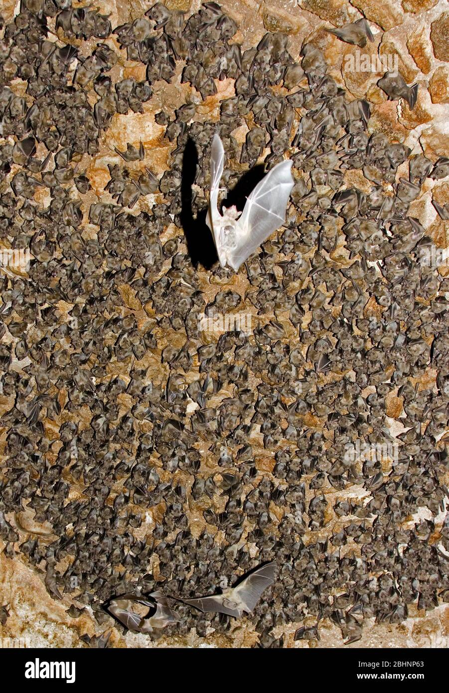 Egyptian rousette bat hanging from a cave ceiling. The Egyptian ...