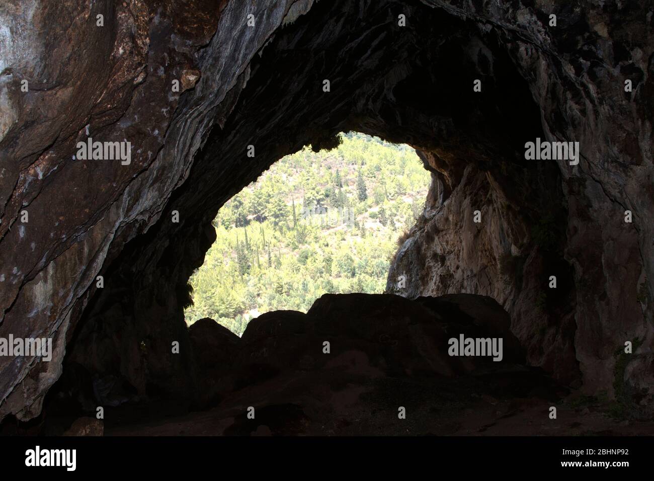 Egyptian rousette bat hanging from a cave ceiling. The Egyptian ...