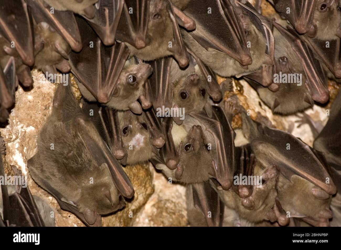 Egyptian rousette bat hanging from a cave ceiling. The Egyptian ...