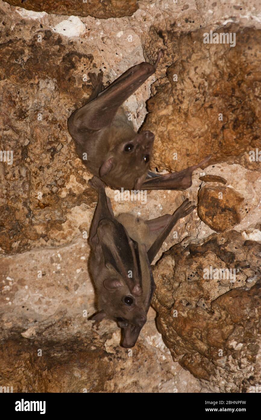 Egyptian rousette bat hanging from a cave ceiling. The Egyptian ...