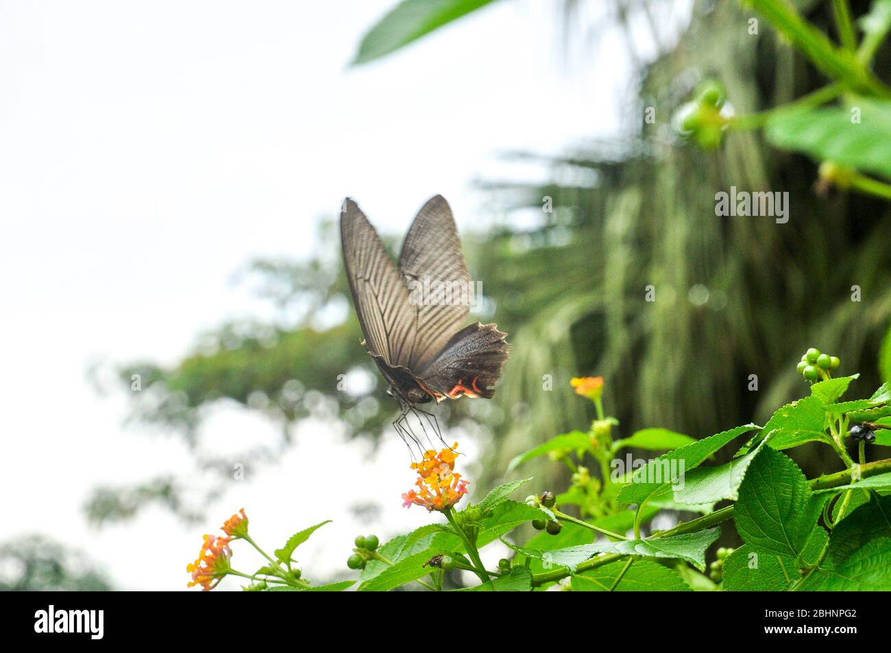 Spangle swallowtail hi-res stock photography and images - Alamy