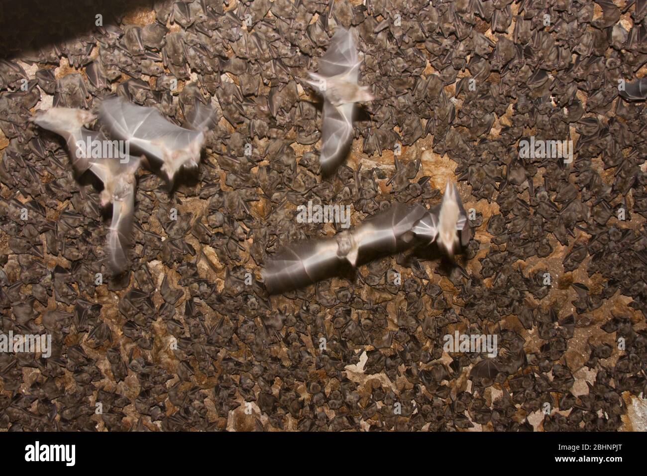 Egyptian rousette bat hanging from a cave ceiling. The Egyptian ...