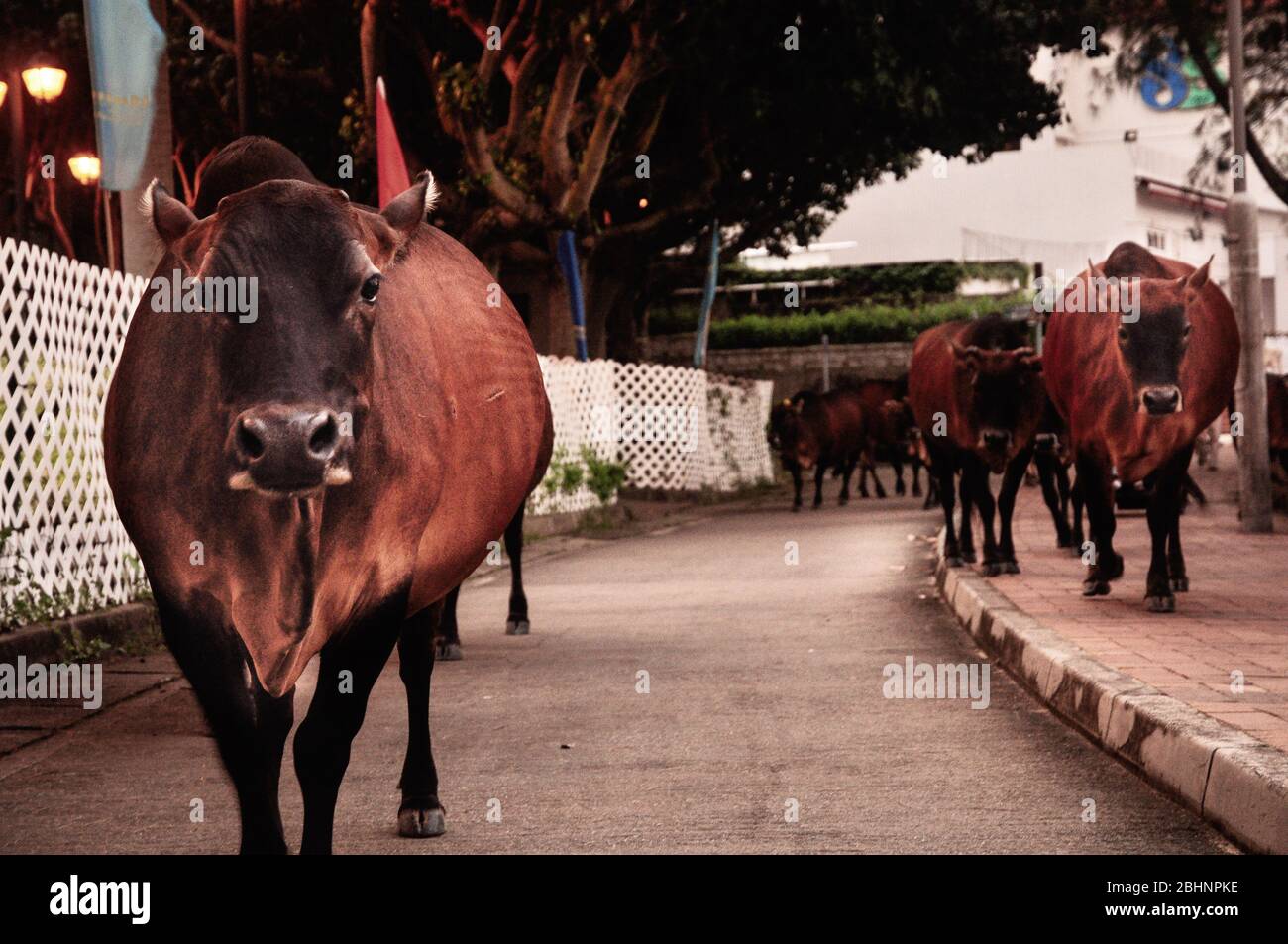 Village street on holy island hi-res stock photography and images - Alamy
