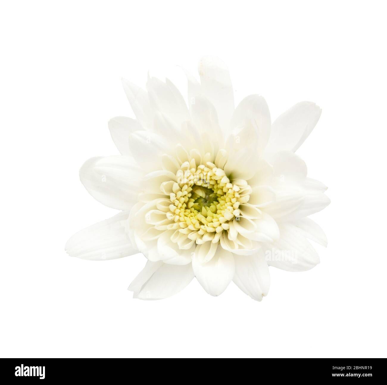 Closeup centaurea cyanus white Cut Out Stock Images & Pictures - Alamy