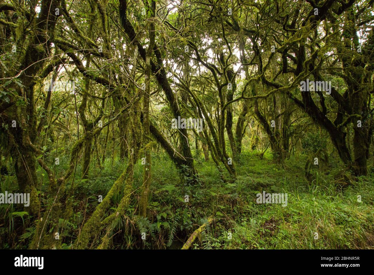 Trees in a rainforest somewhere in Africa Stock Photo - Alamy