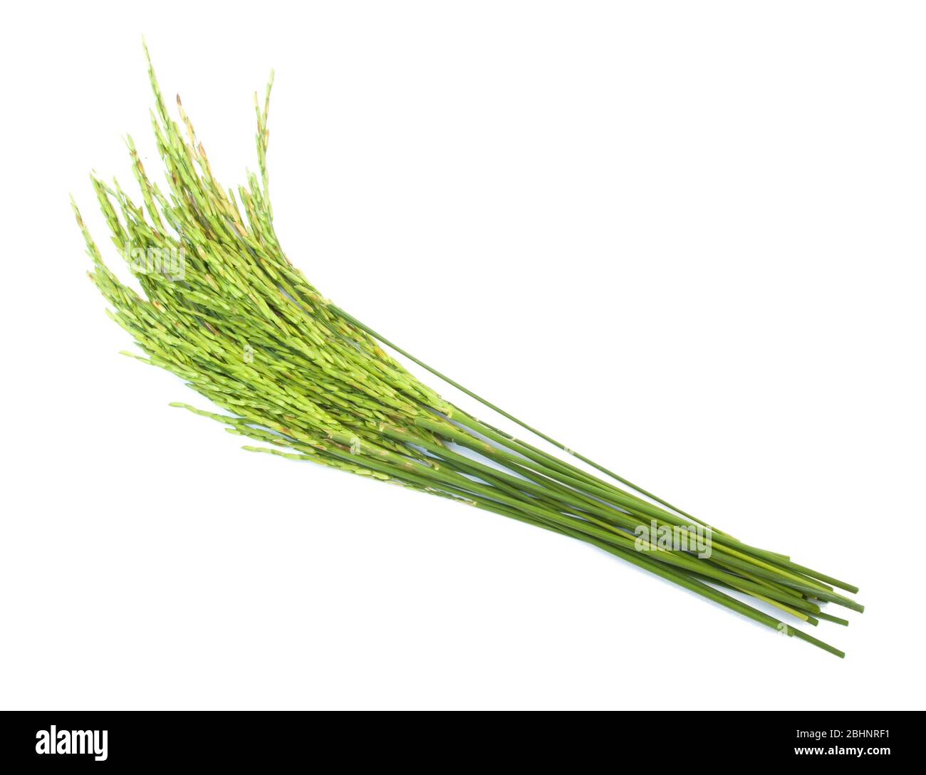 Spring bread barley spike Cut Out Stock Images & Pictures - Alamy