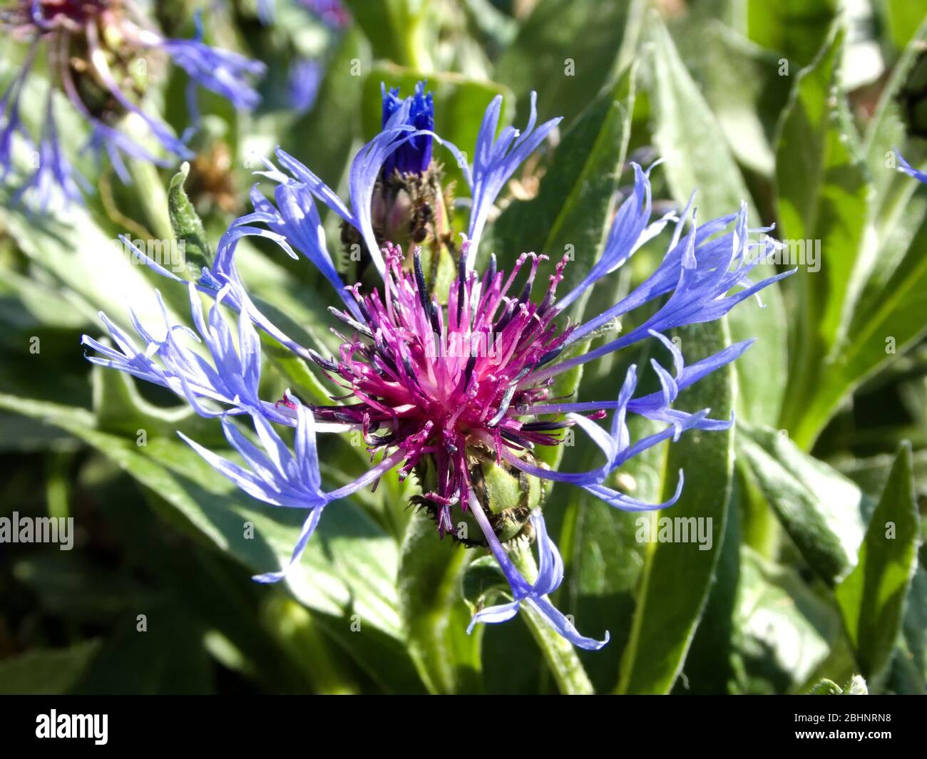 mountain cornflower in spring in a German garden Stock Photo - Alamy