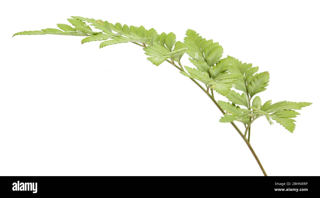 fern isolated on white background Stock Photo - Alamy