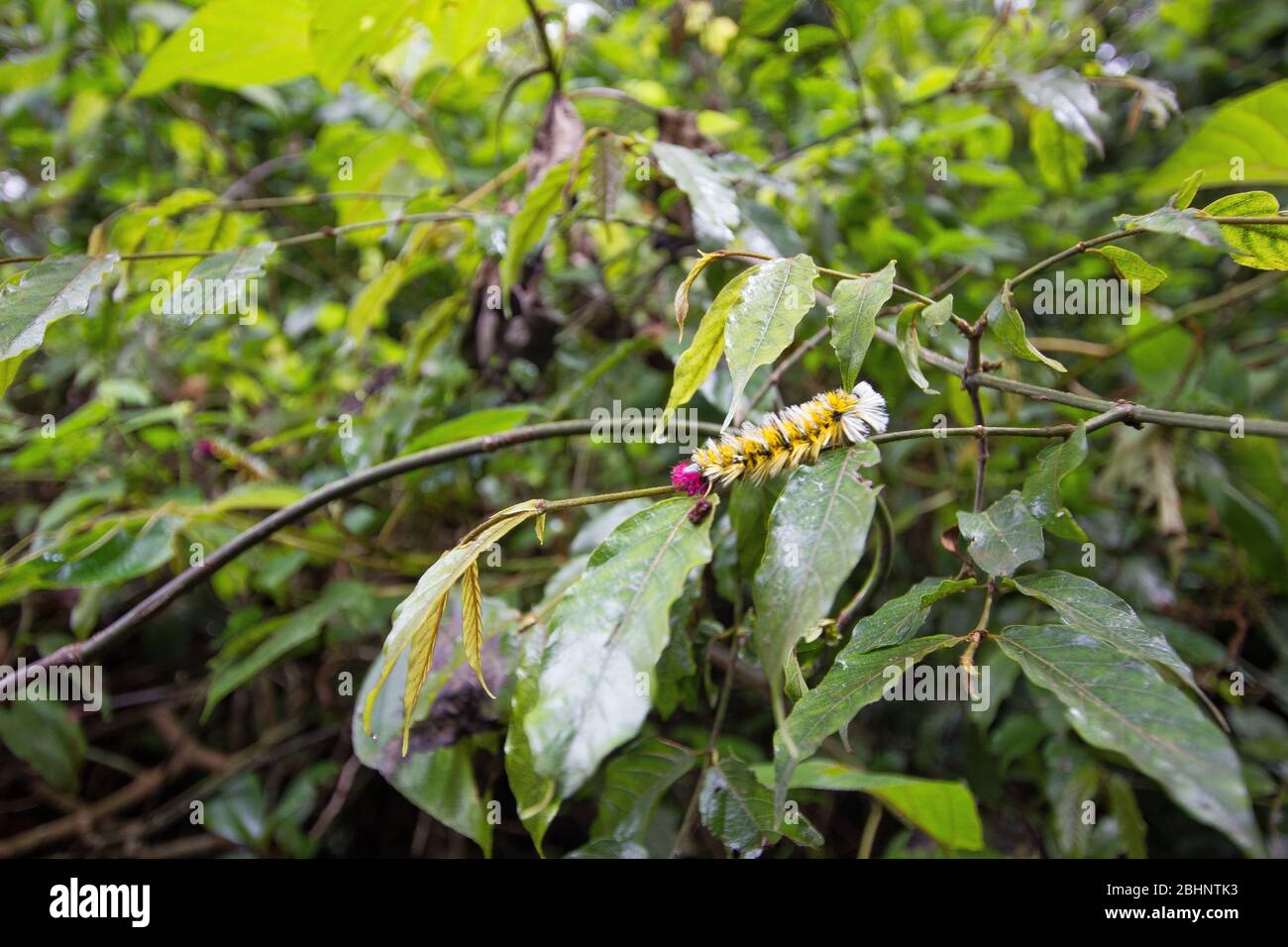 yellow and red caterpillar in a jungle in africa Stock Photo - Alamy
