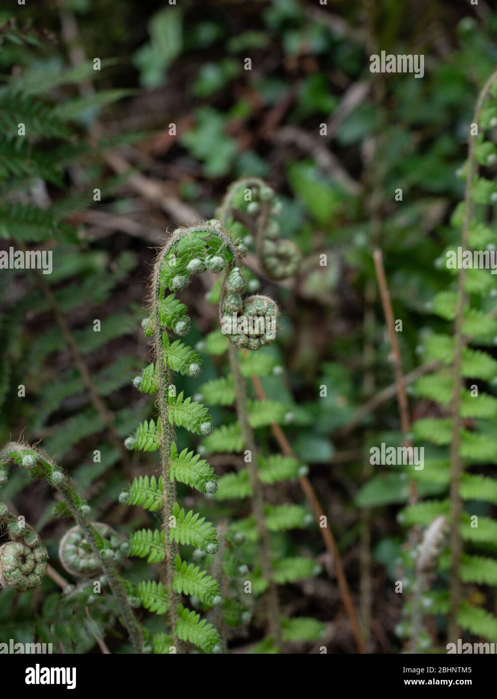 Opening fern hi-res stock photography and images - Alamy
