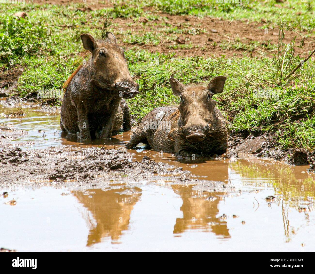 Warthog (Phacochoerus africanus) rolls in the mud Photographed at ...