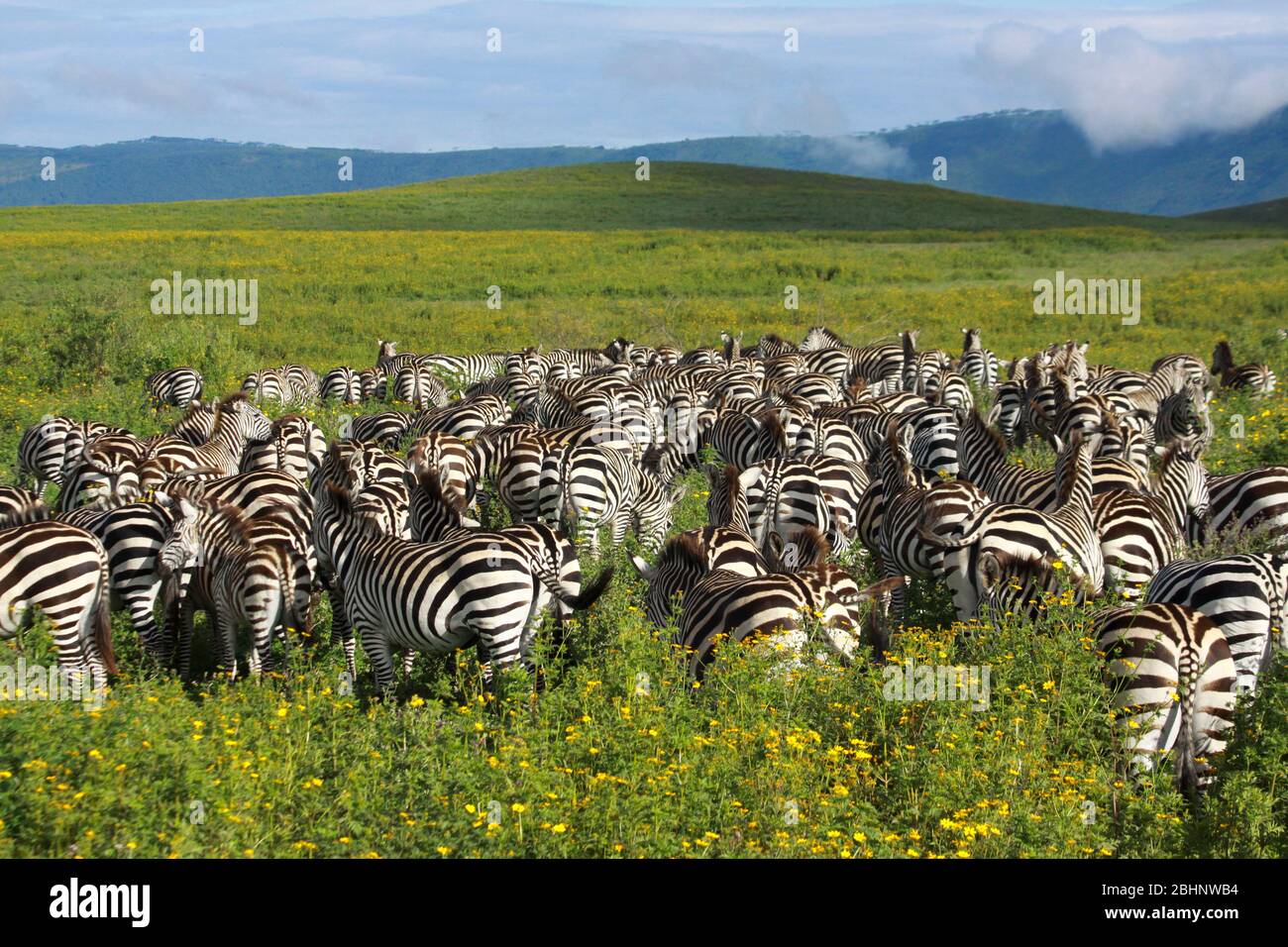Serengeti wildebeest zebra hi-res stock photography and images - Alamy