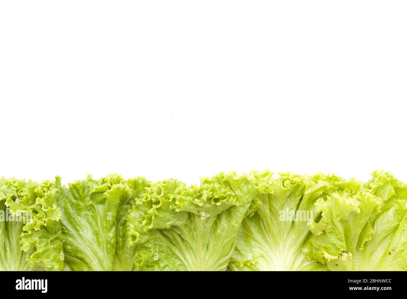 Frame fresh lettuce leaves hi-res stock photography and images - Alamy