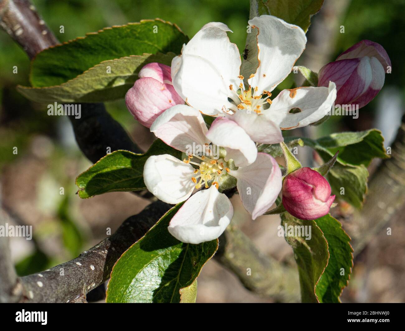 Apple george cave hi-res stock photography and images - Alamy