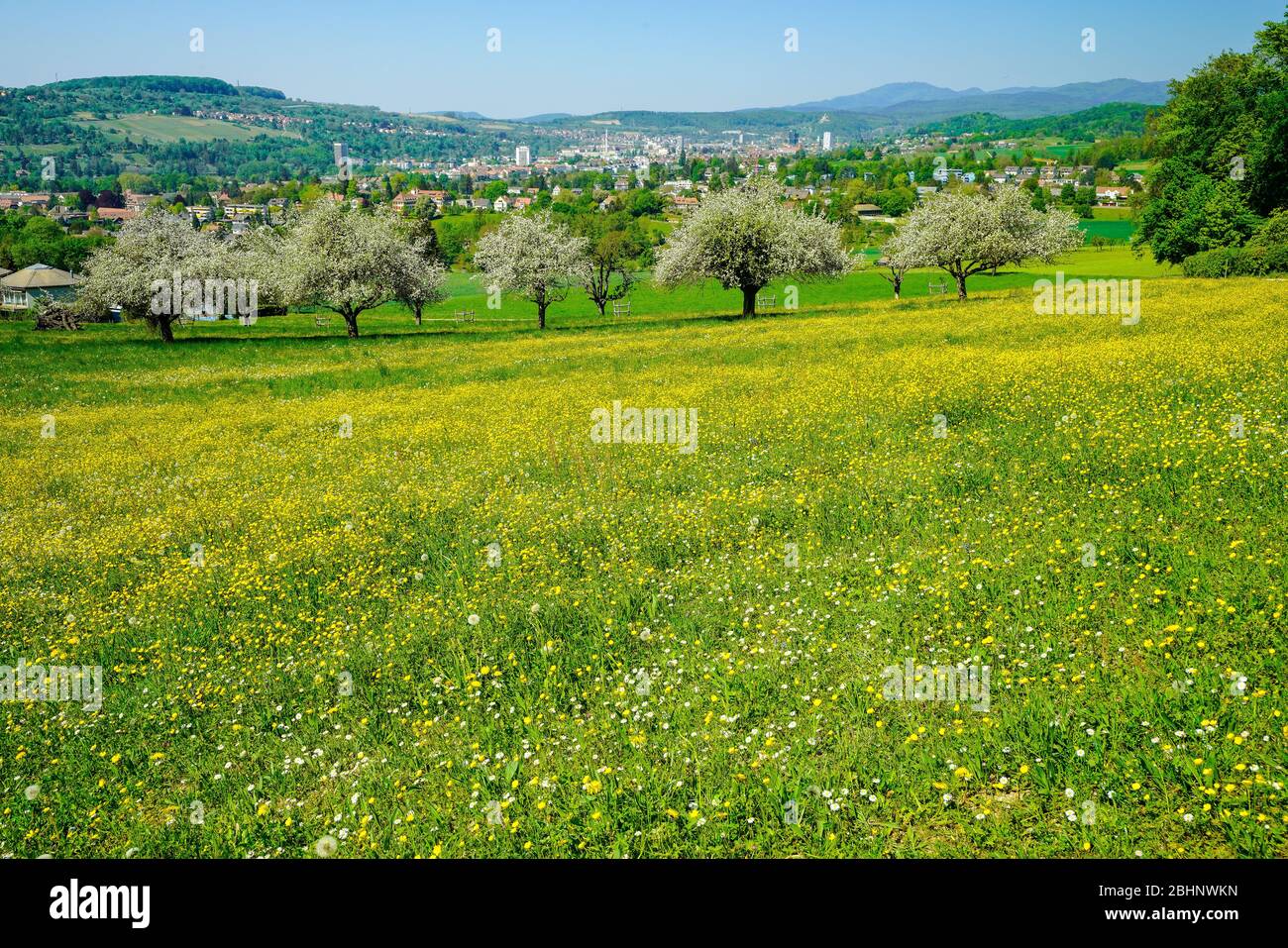 Field with spring flowers hi-res stock photography and images - Alamy