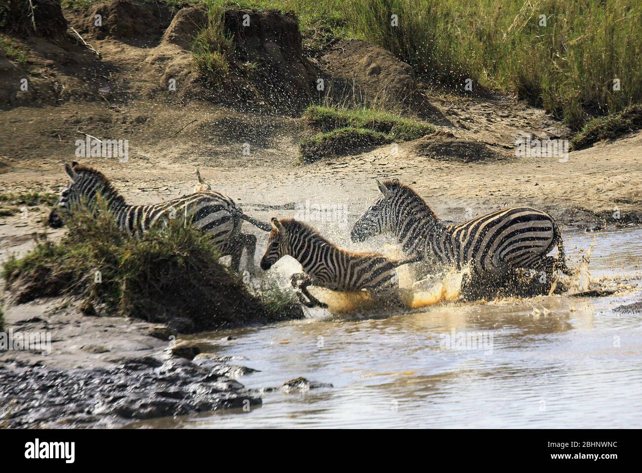Zebra Swimming Stock Photos & Zebra Swimming Stock Images - Alamy