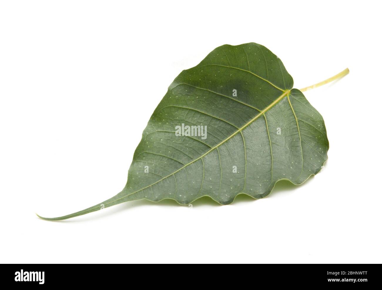 Bo leaf isolated on white Stock Photo - Alamy
