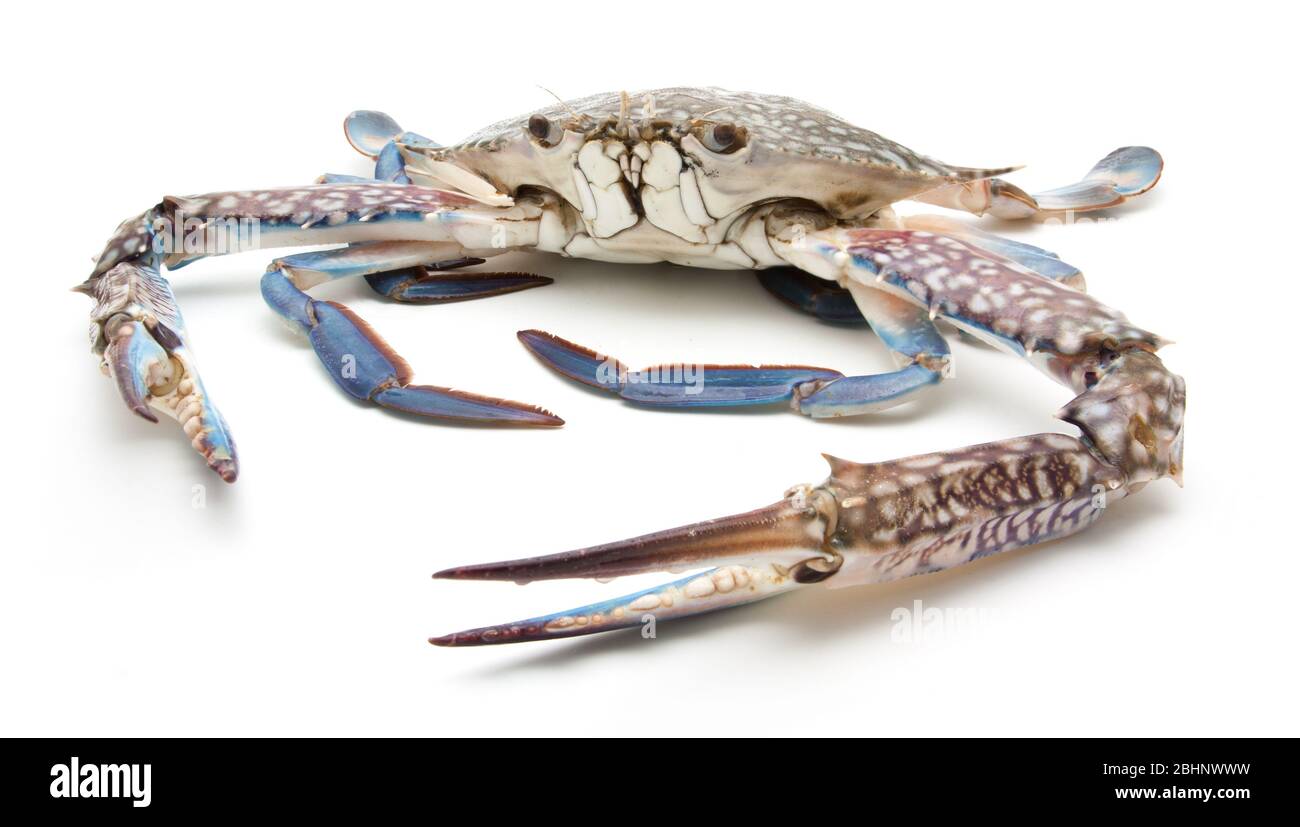 Blue crab isolated on white background Stock Photo - Alamy