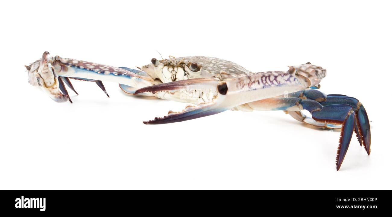 blue crab isolated on white background Stock Photo - Alamy