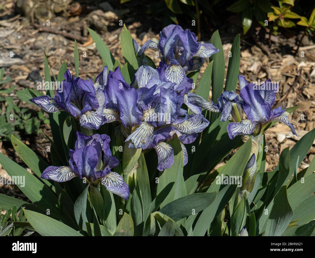 Bearded flowers hi-res stock photography and images - Alamy