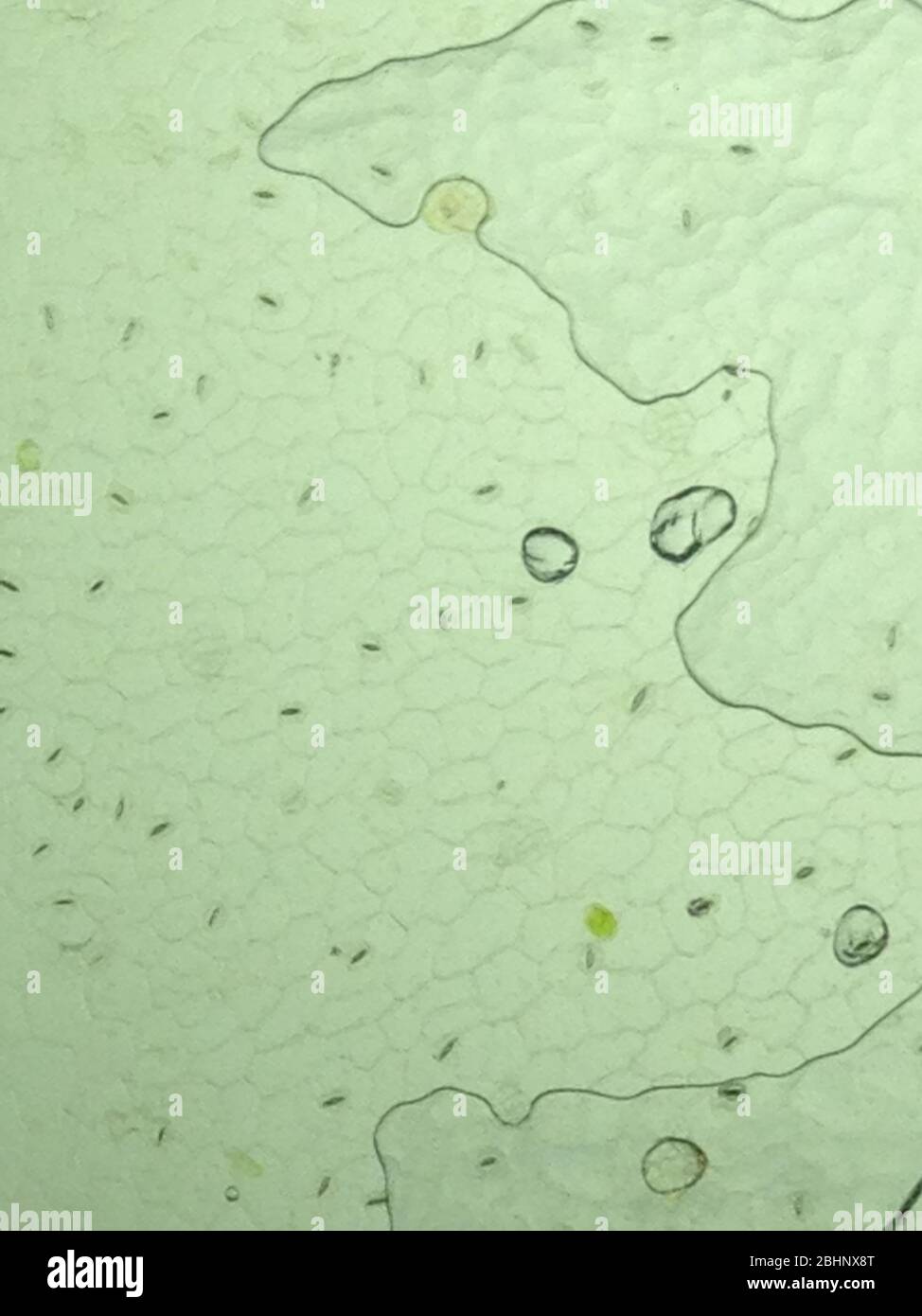 a microscopic view of the leaf surface showing plant cells Stock Photo ...