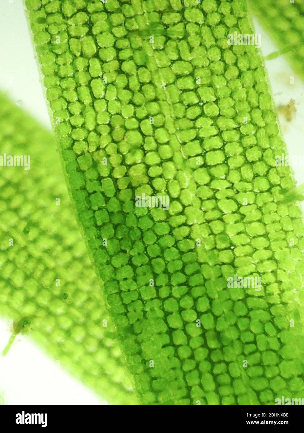 Beautiful Macro zoom microorganism algae Stock Photo - Alamy