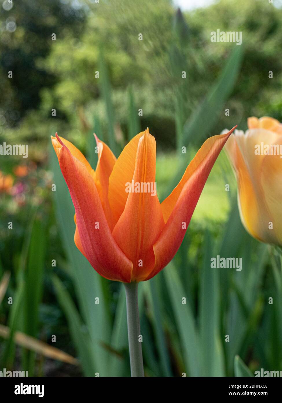 Flowering single flower hi-res stock photography and images - Alamy