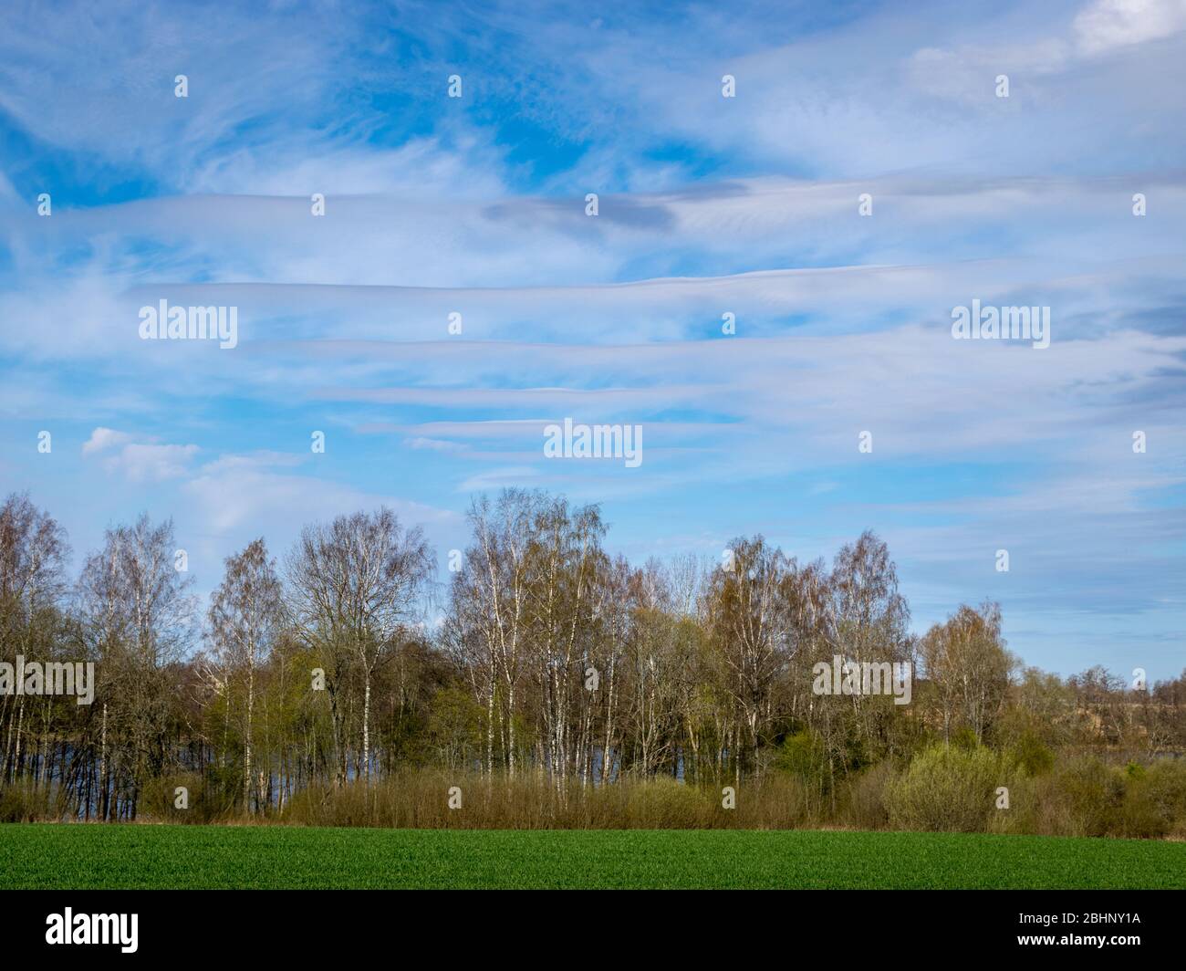 spring landscape with blue sky, white clouds and the first spring ...