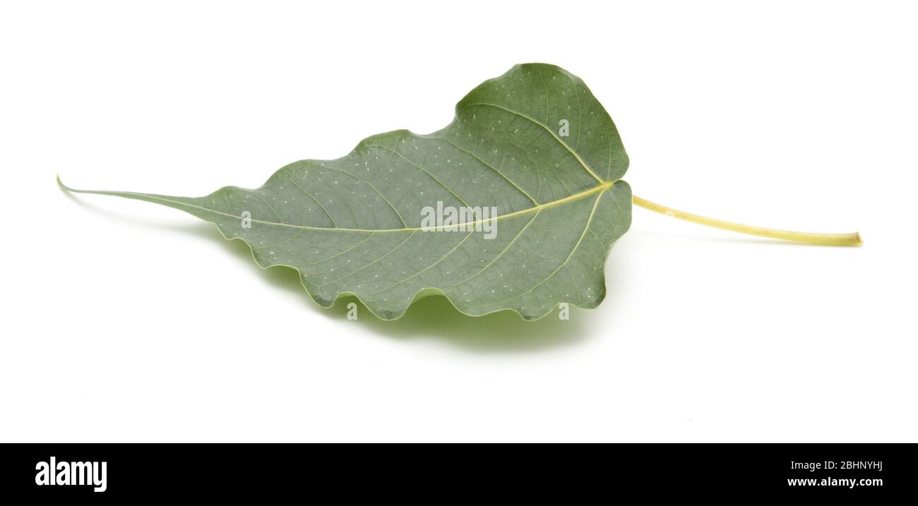 Bo leaf isolated on white Stock Photo - Alamy