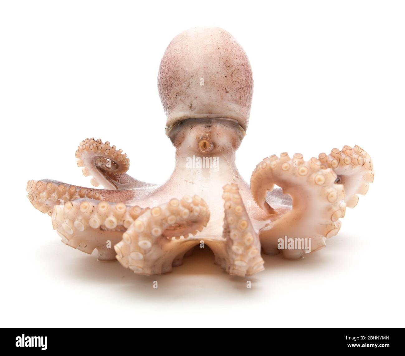 Raw octopus on white background, Fresh seafood Stock Photo - Alamy