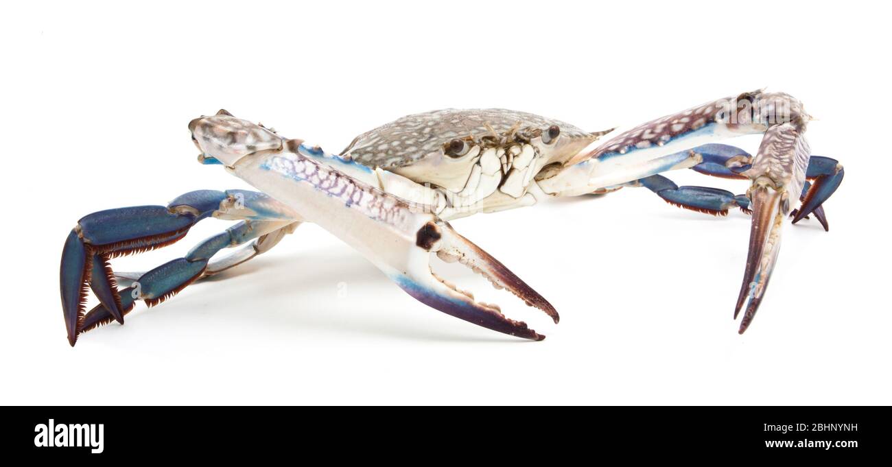 blue crab isolated on white background Stock Photo - Alamy