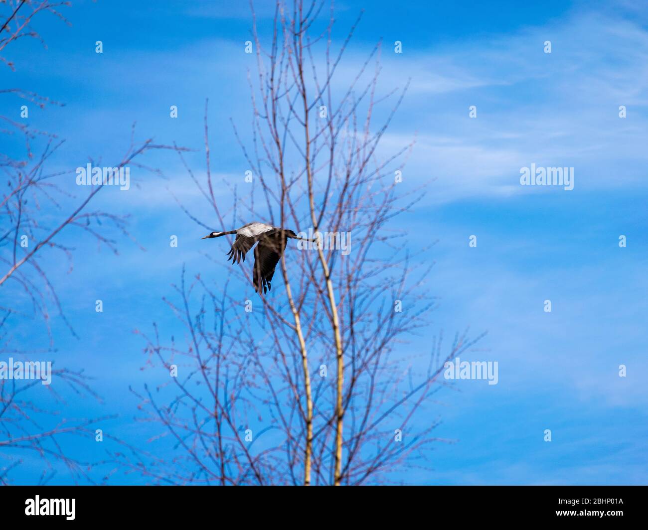 flying bird behind tree tops, blue sky, time of bird migration Stock ...