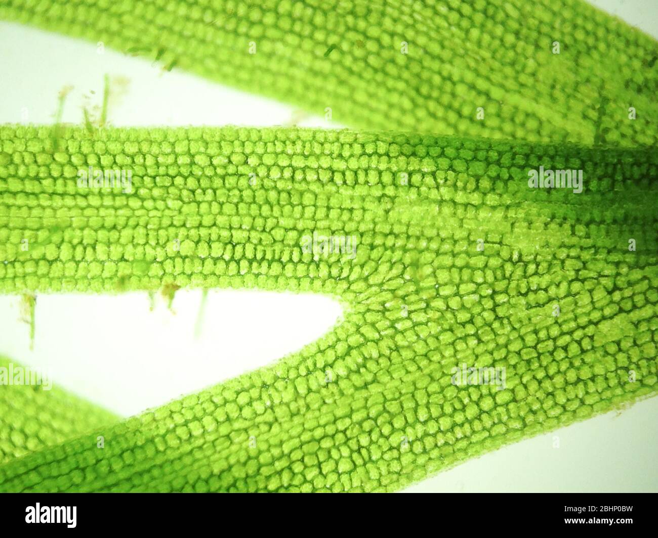 Microscopic algae plant cell hi-res stock photography and images - Alamy