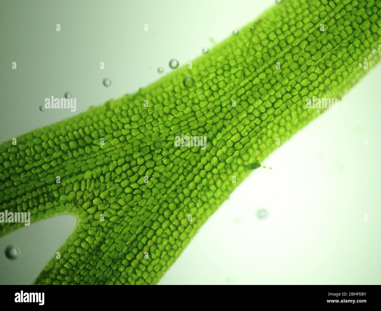 Algae cell hi-res stock photography and images - Alamy