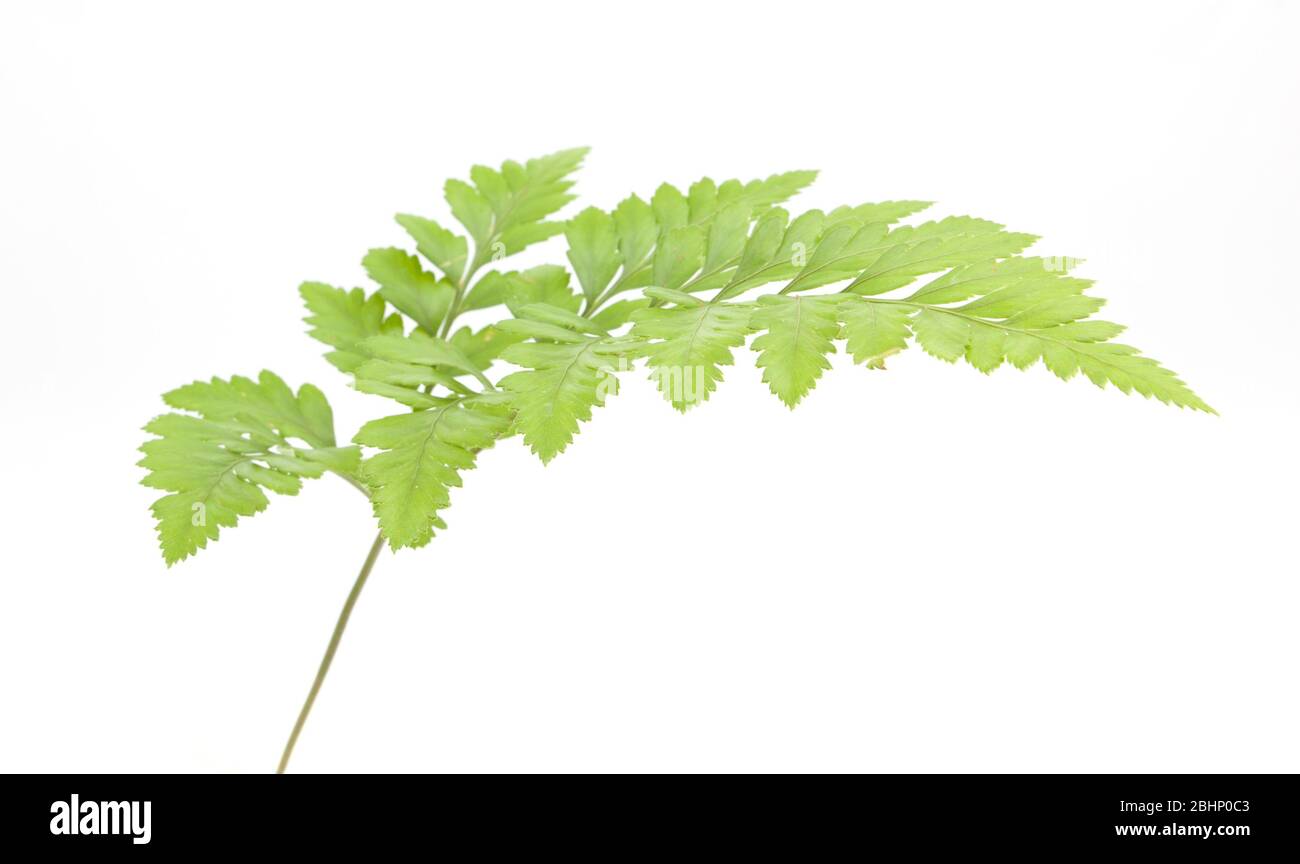 fern isolated on white background Stock Photo - Alamy