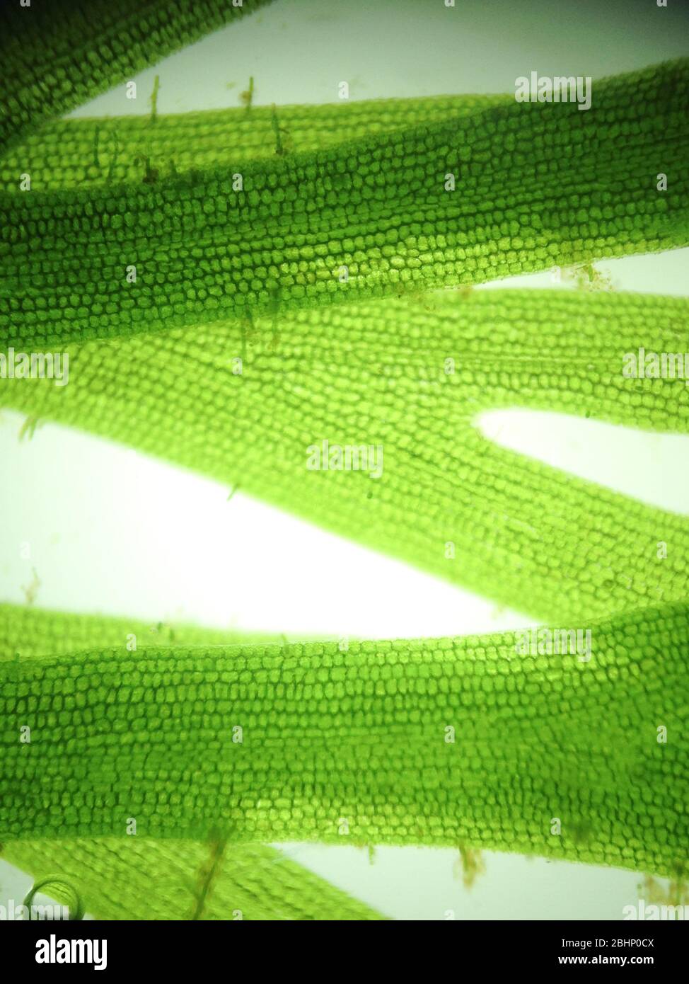 Microorganisms Algae