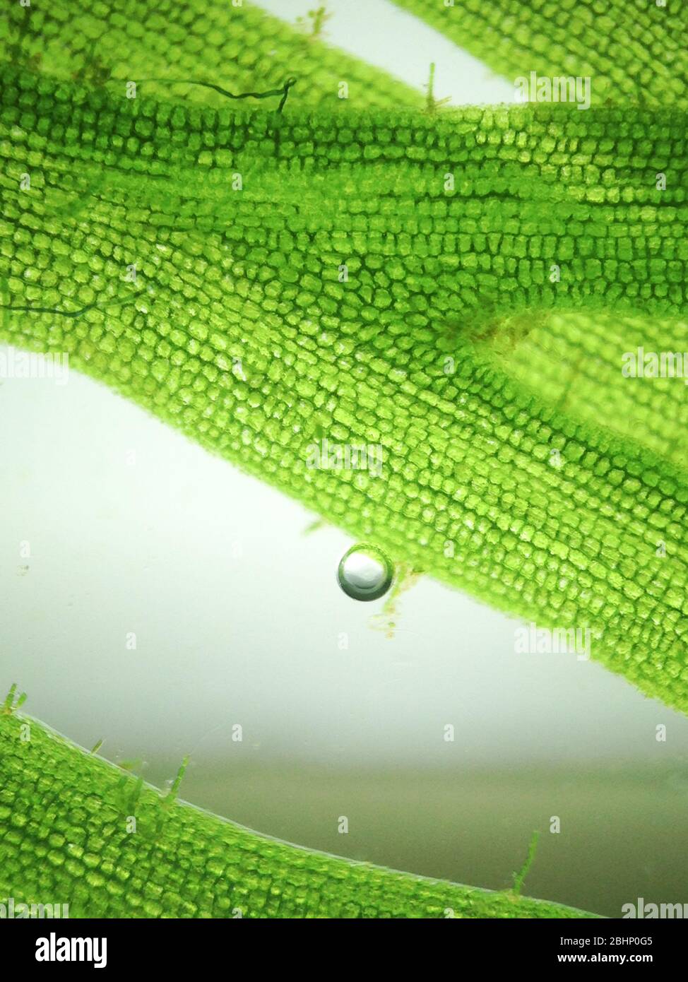 Beautiful macro zoom microorganism algae Stock Photo - Alamy