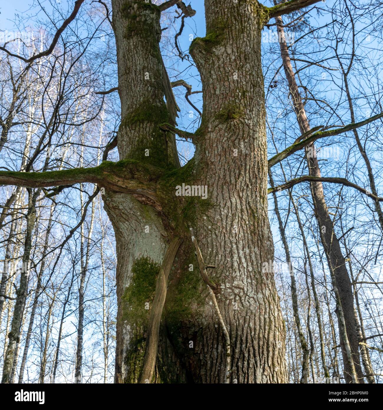spring photo with two tree trunks, interesting grown tree trunks Stock ...