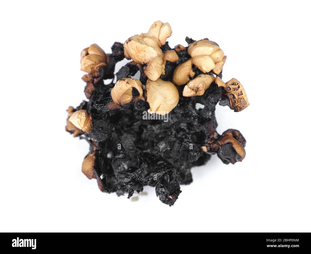Burnt popcorn kernel isolated over white background Stock Photo - Alamy