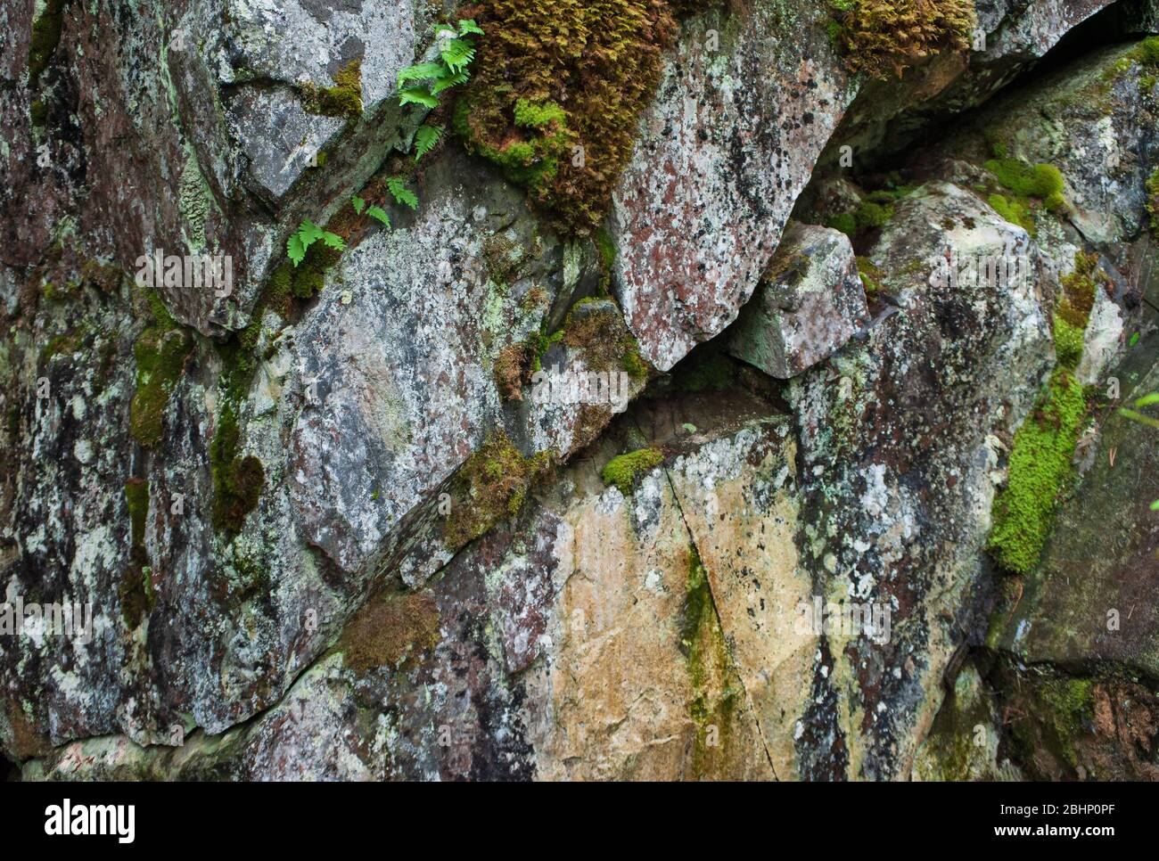 Wet stone texture with a moss Stock Photo - Alamy