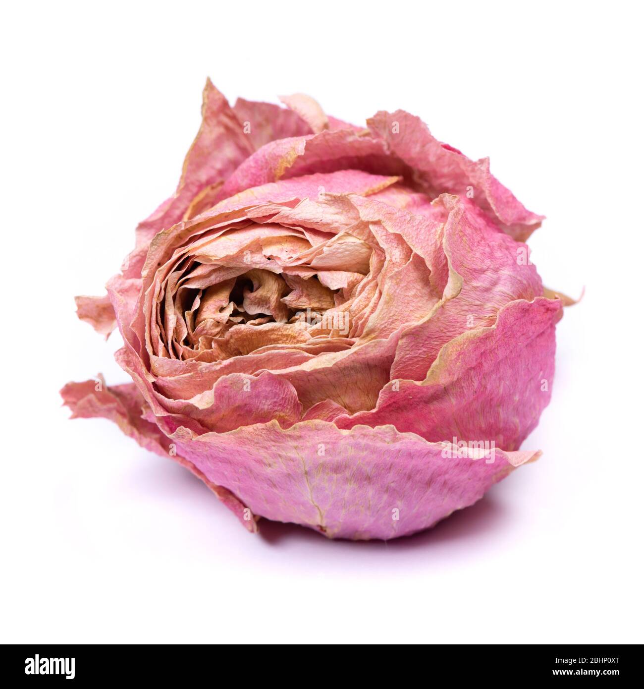 Dried rose bud isolated on white background Stock Photo - Alamy