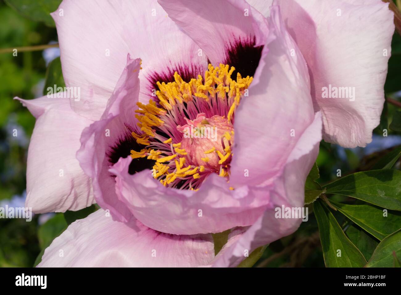 Japanese tree peonies hi-res stock photography and images - Alamy