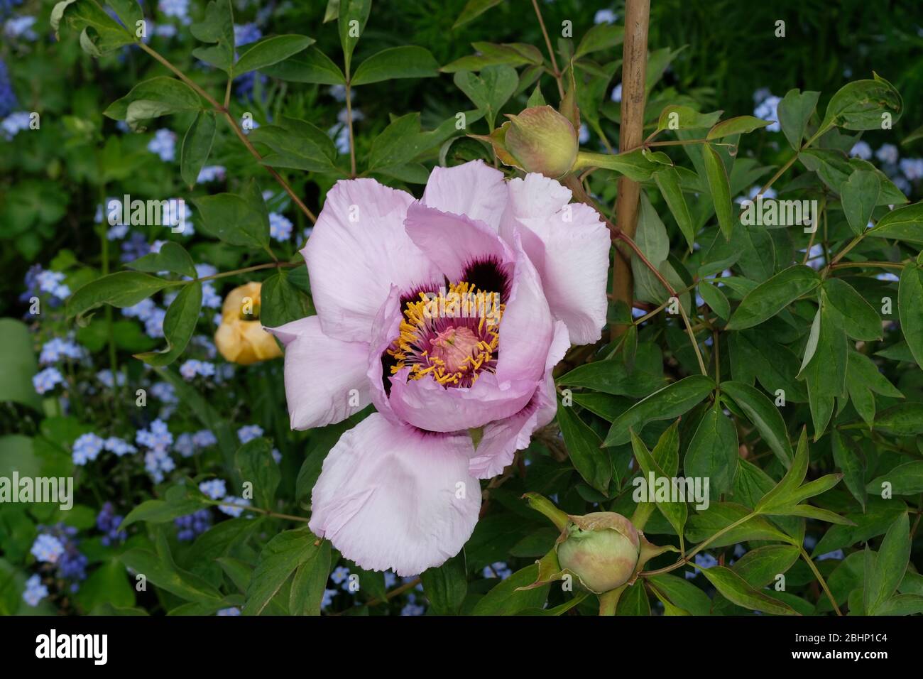 Tree Peonies High Resolution Stock Photography and Images - Alamy