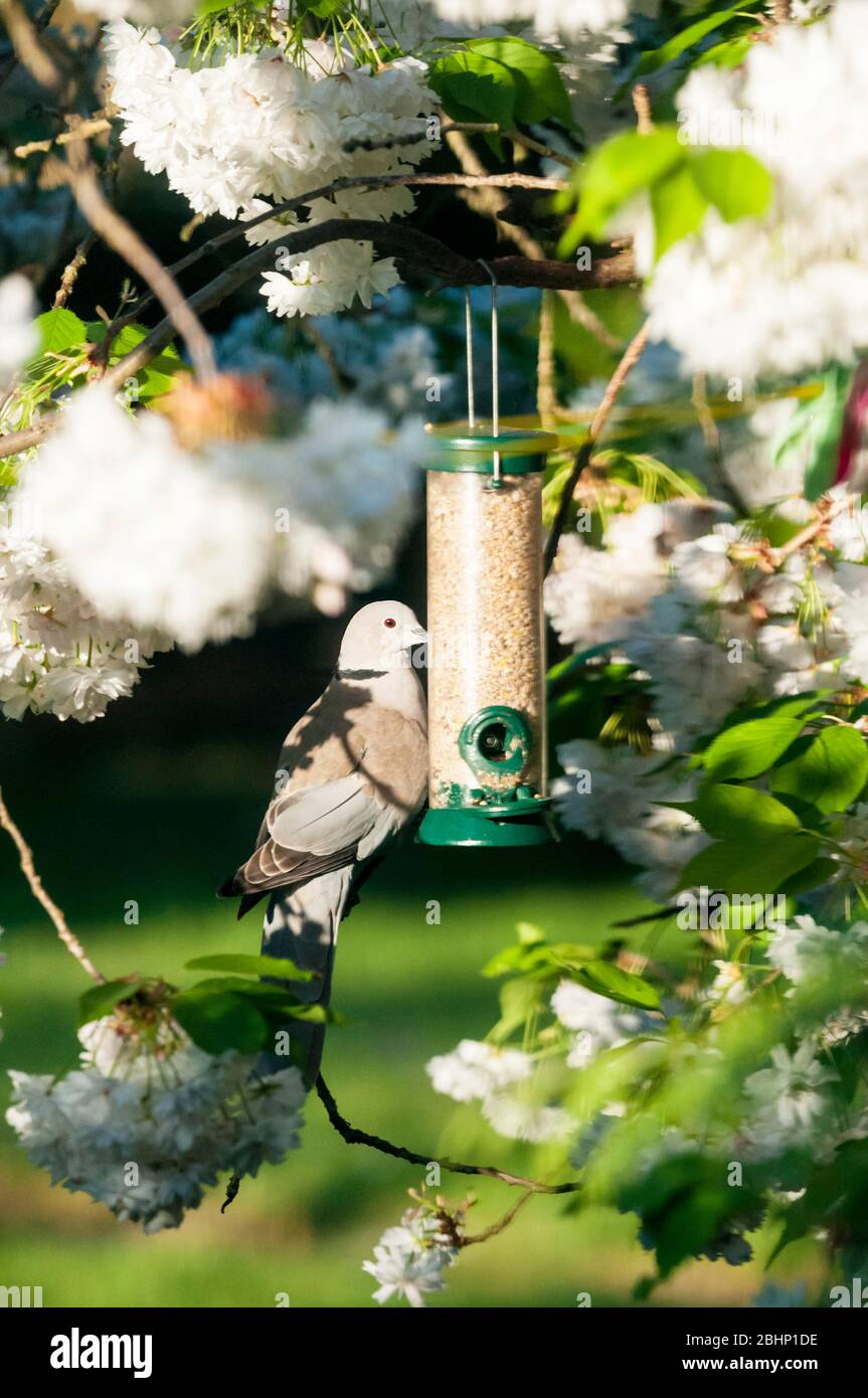 Bird feeders tree hi-res stock photography and images - Alamy