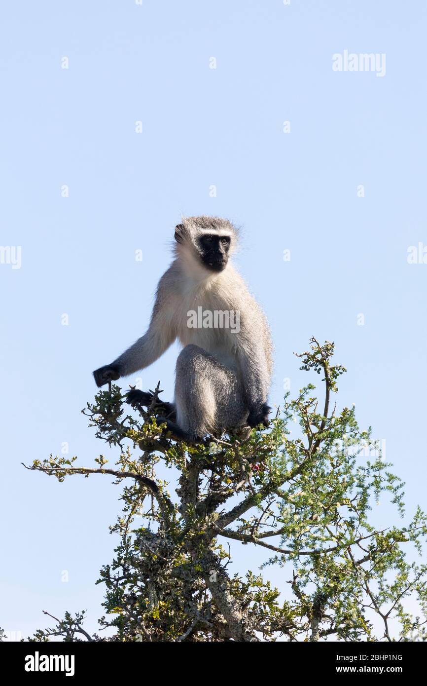Cape monkey hi-res stock photography and images - Alamy
