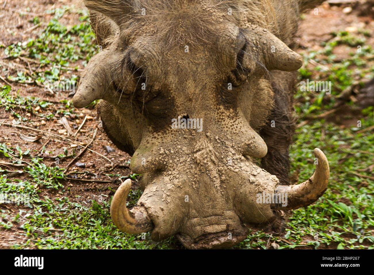A mature male Warthog has large tusks and pronounced facial warts to ...